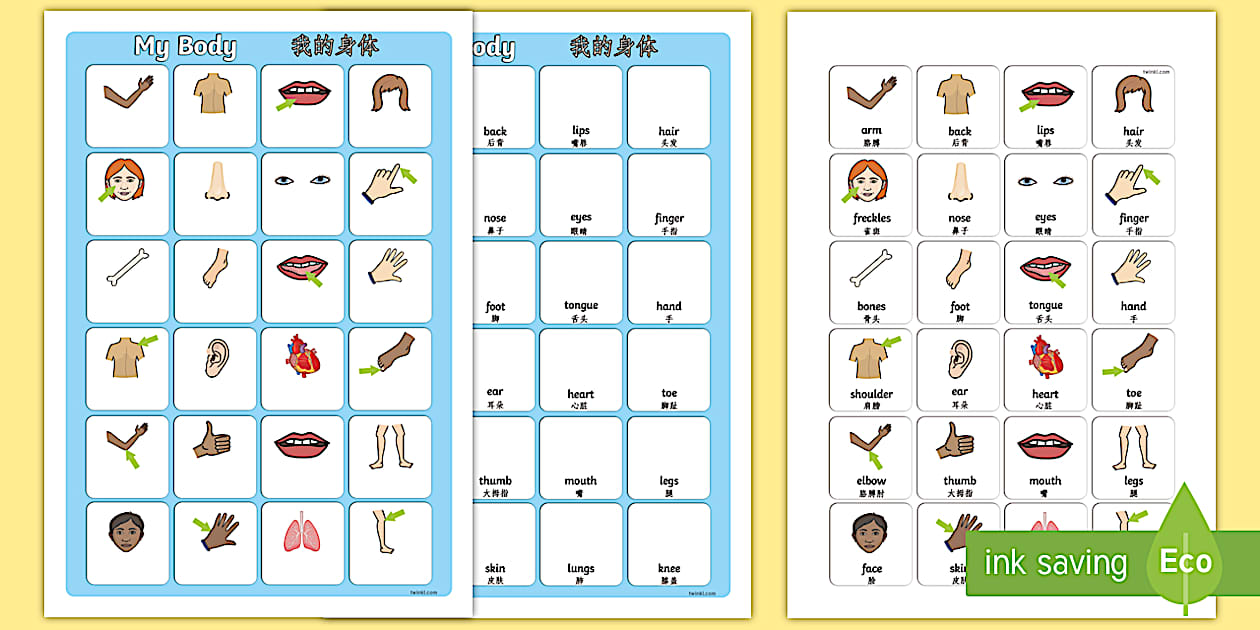 My Body Vocabulary Word and Picture Matching Worksheet / Worksheet