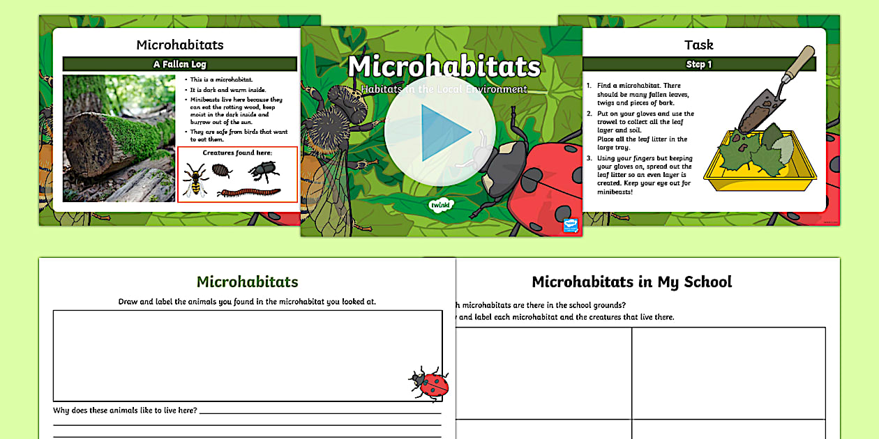 Living Things Microhabitats Lesson Teaching Pack - Twinkl