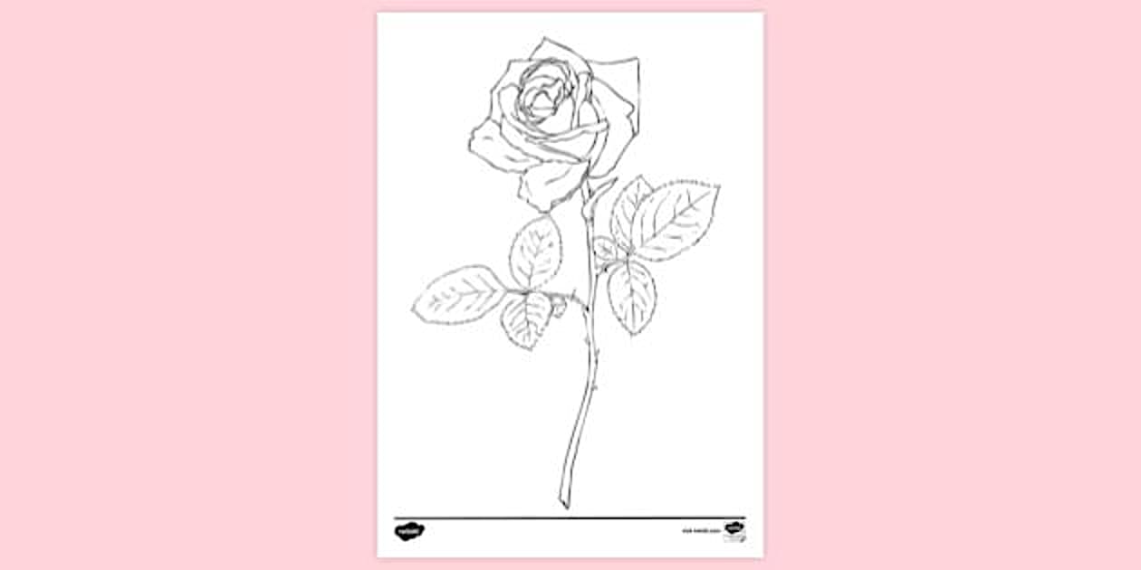 Rose Flowers Colouring Page | Colouring Sheets - Twinkl