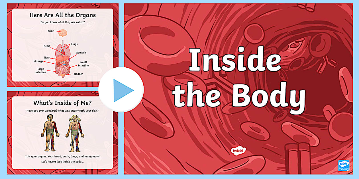 Inside the Human Body Informational PowerPoint for 3rd-5th Grade