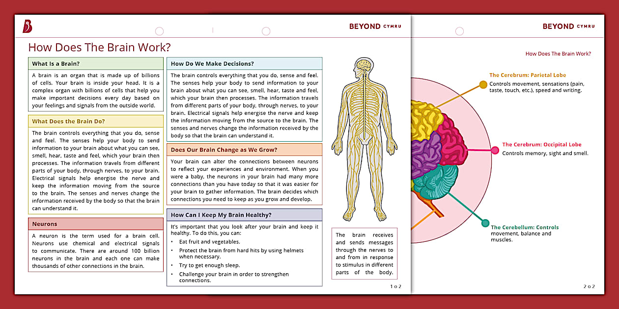 How the Brain Works Infographic - Twinkl Cymru - PS3/4