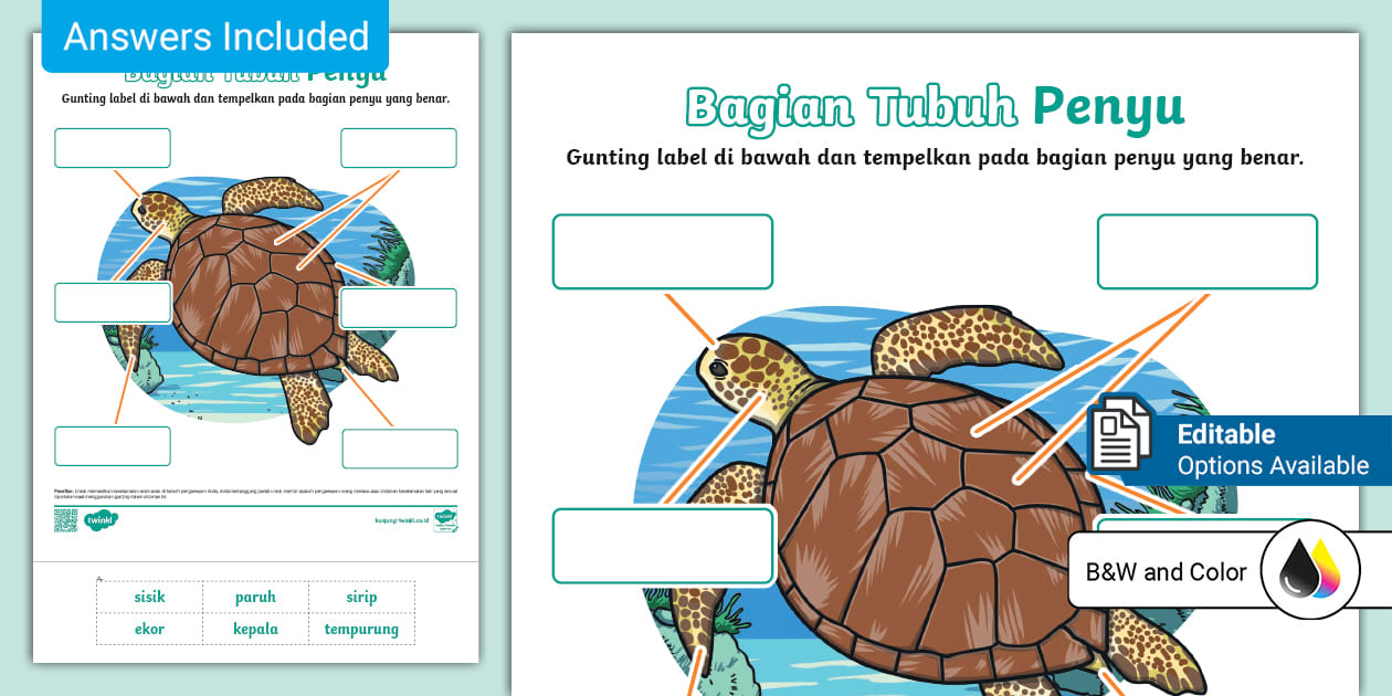 Lembar Kerja Gunting Tempel Penyu (teacher made) - Twinkl