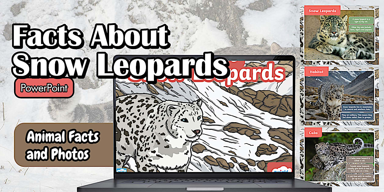 Facts About Snow Leopards PowerPoint - KS1