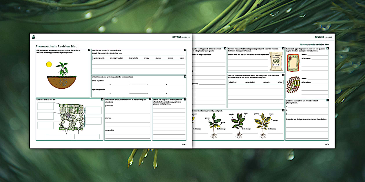 KS3 Photosynthesis Revision Mat Higher | Beyond Science