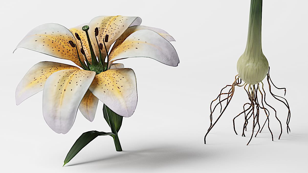3D Model: Plants - Lily Flower (teacher made) - Twinkl