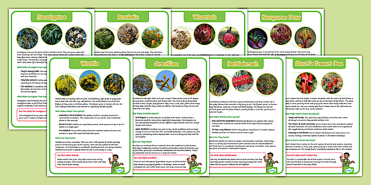 Australian Native Flora Display Posters (teacher made)