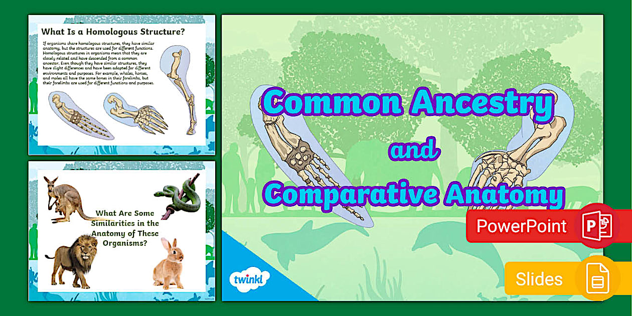 Common Ancestry PowerPoint & Google Slides (teacher made)