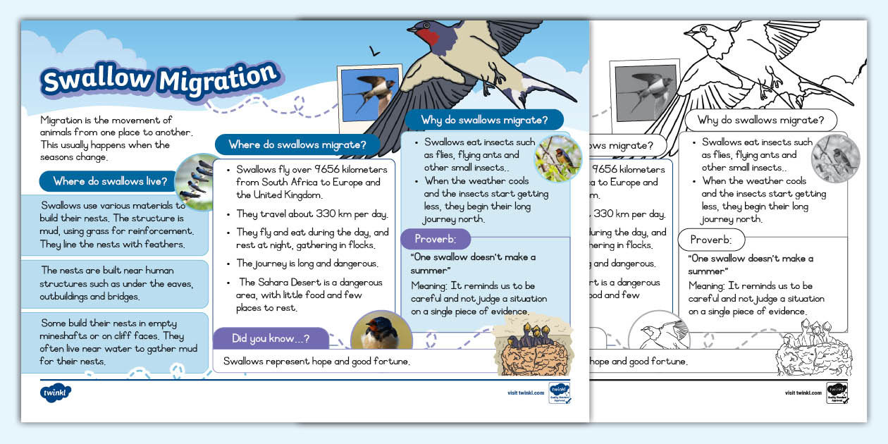 Foundation Phase Life Skills Swallow Migration Fact File