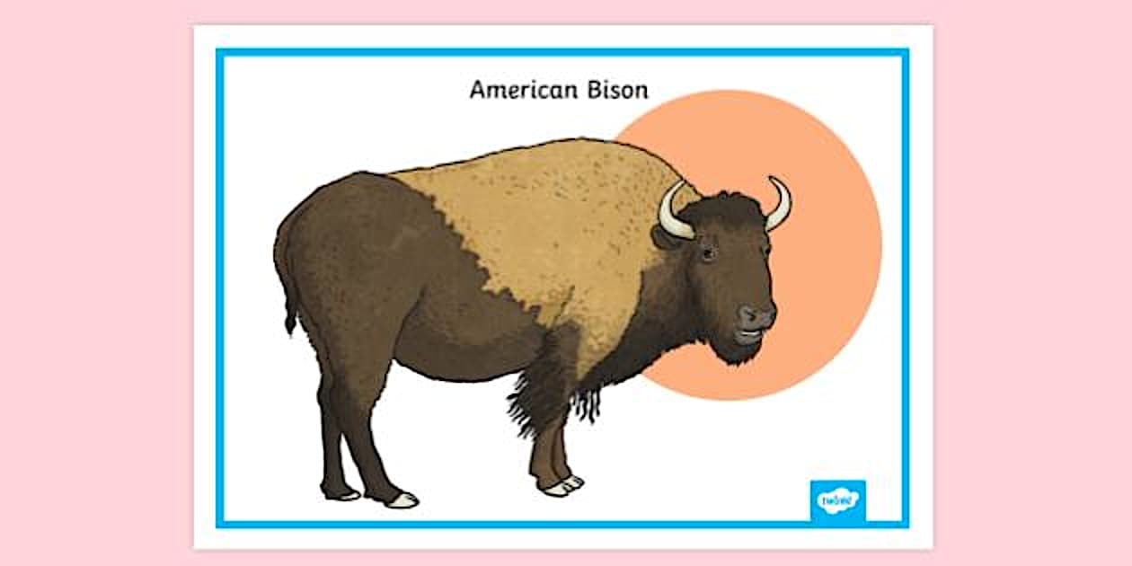 American Bison Poster | Classroom Display Posters | Twinkl