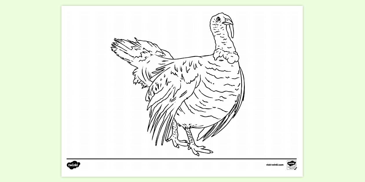 Turkey Colouring Sheet | Colouring Sheets (Teacher-Made)