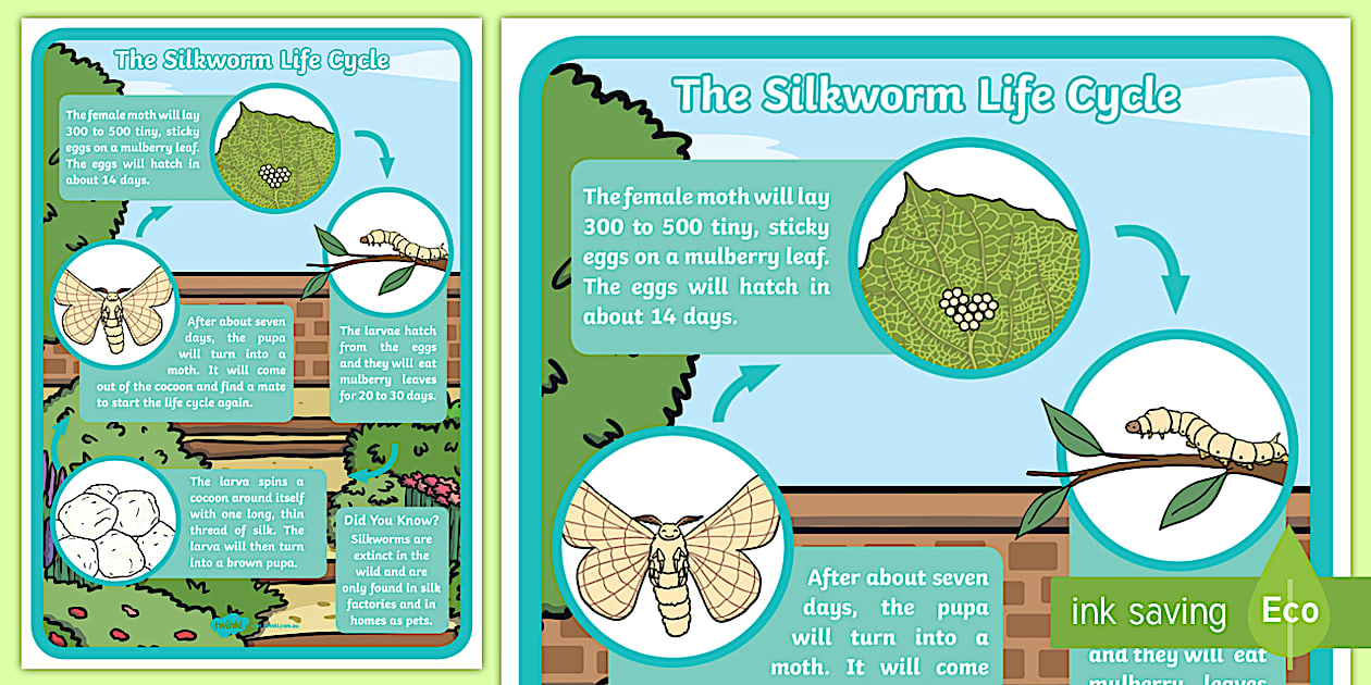 F-2 Life Cycle of a Silkworm Display Poster (teacher made)