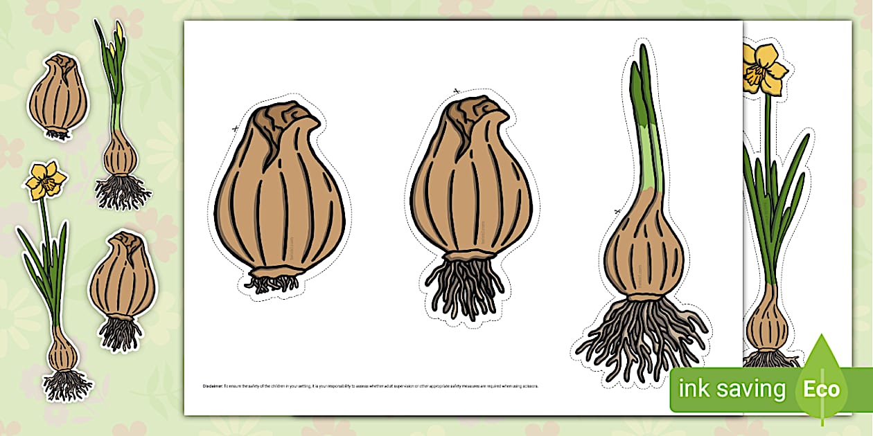 Daffodil Life Cycle Cut-Outs (teacher made) - Twinkl