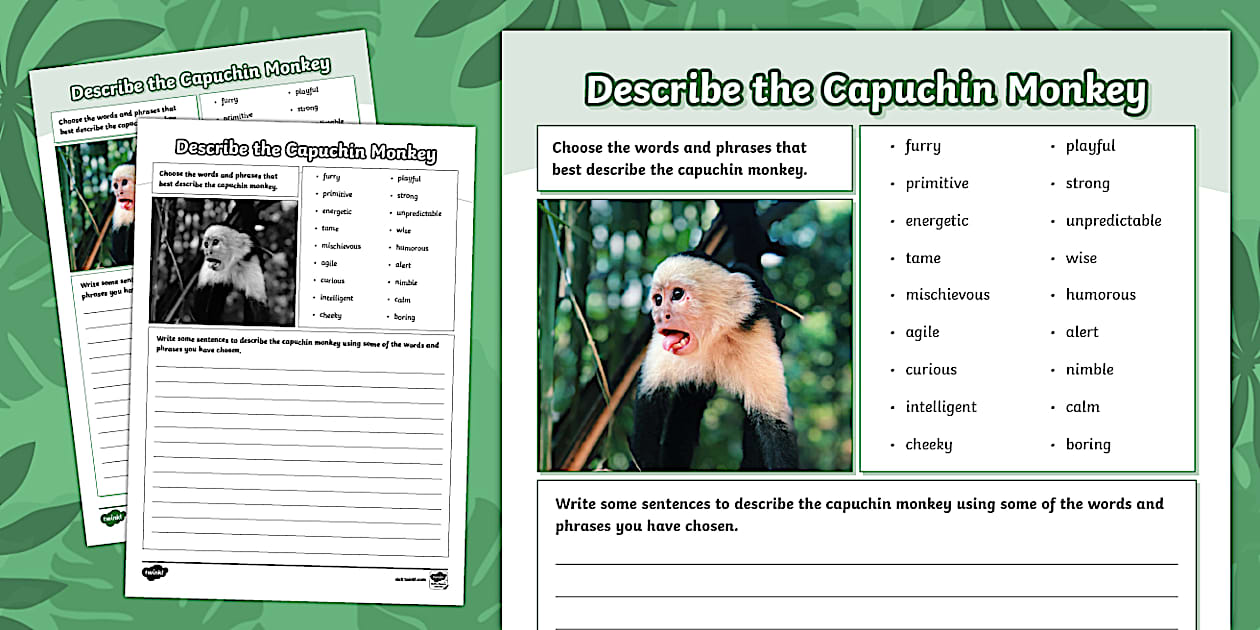 Describe the Capuchin Monkey Worksheet - Twinkl