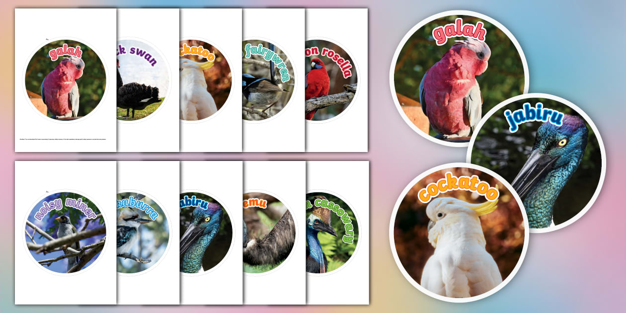 Australian Birds Circle Display Cut-Outs - Twinkl