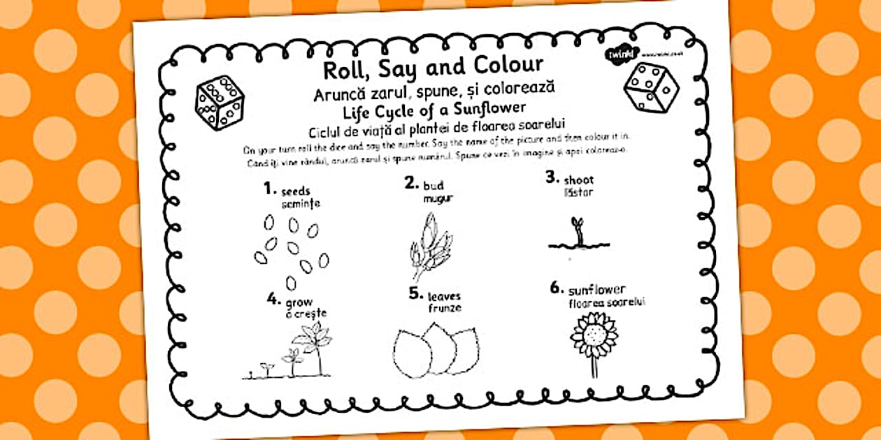 Sunflower Life Cycle Roll Say Colour Romanian Translation - colours