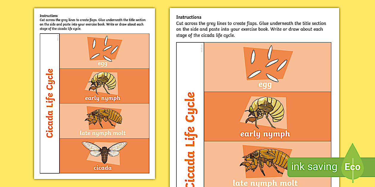 NSW Cicada Life Cycle Flapbook (teacher made) - Twinkl