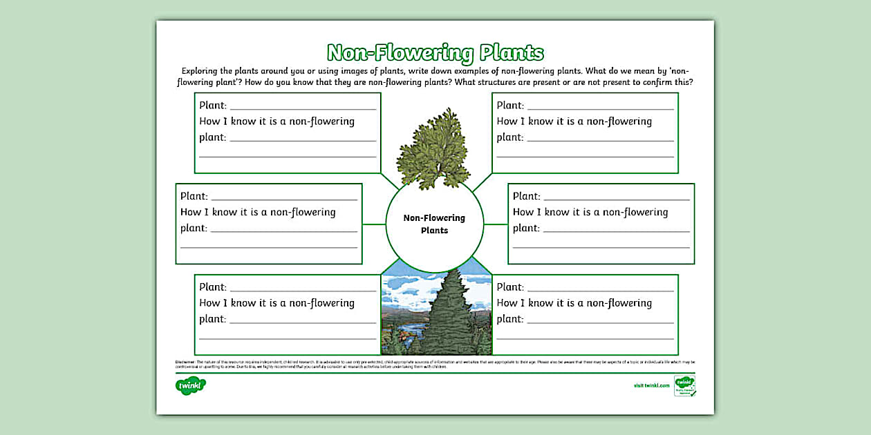 Non-Flowering Plants Mind Map