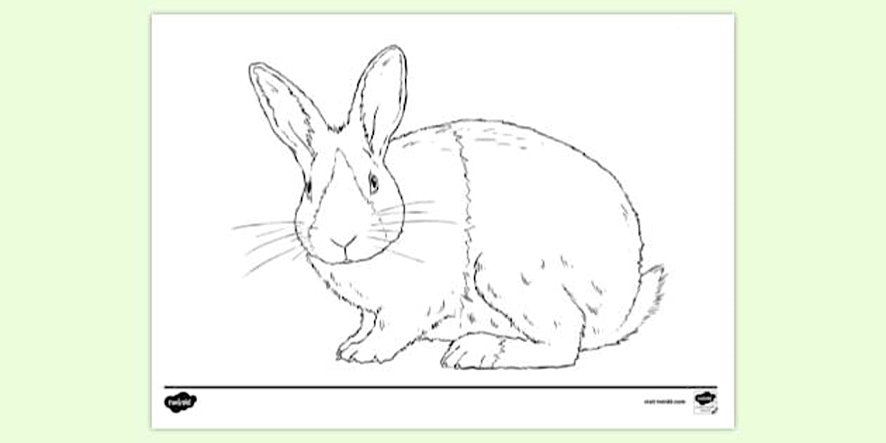 Rabbit Colouring-In Page - Colouring Pages | Twinkl - Twinkl