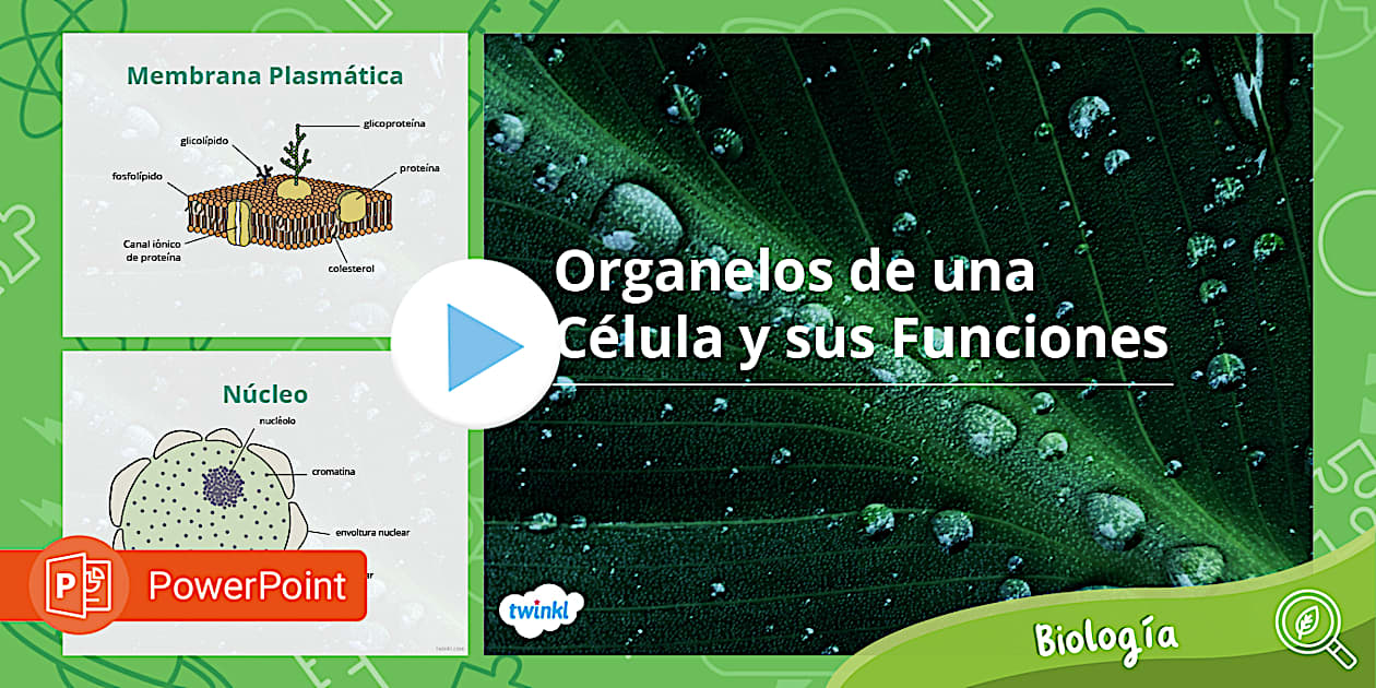 Célula | Organelos | Ribosoma | Mitocondria | 8° | Biología