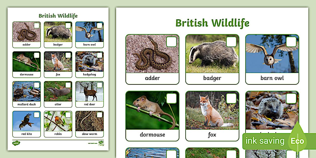 British Wildlife Identification Sheet - Primary Resources