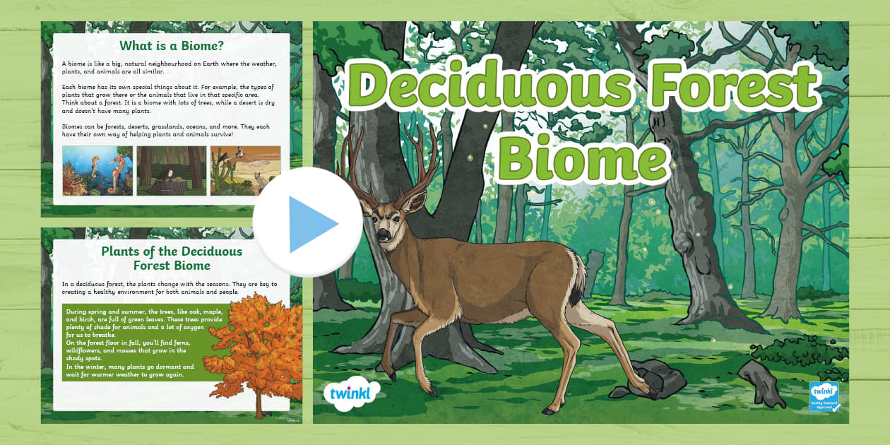 Deciduous Forest Biome PowerPoint (Lehrer gemacht) - Twinkl