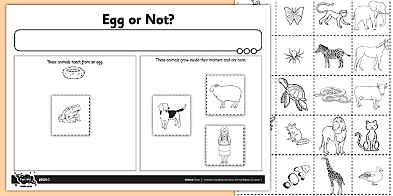 Editable Egg or Not Animals Worksheet (teacher made)