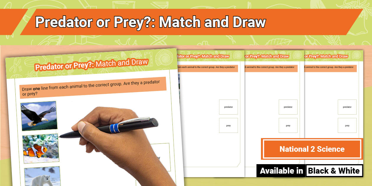 Predator or Prey Match & Draw Activity