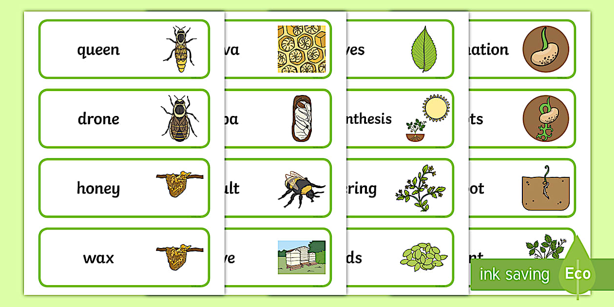 Editable Life Cycle Word Cards (teacher made) - Twinkl