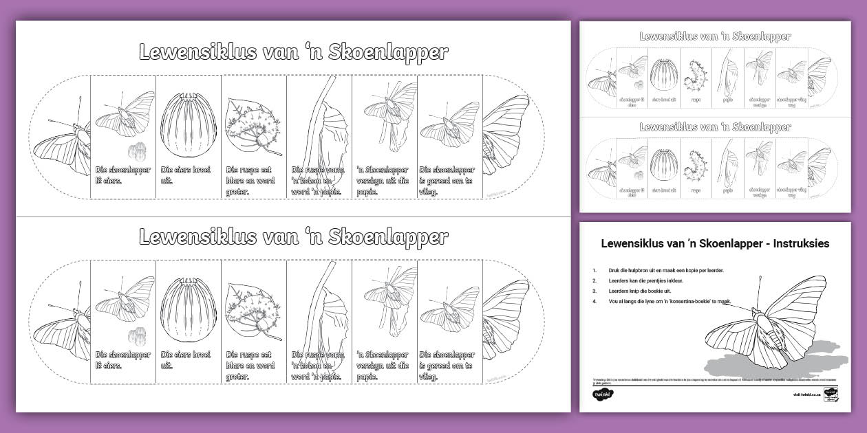 Lewensiklus van 'n Skoenlapper 'Konsertina-boekie'