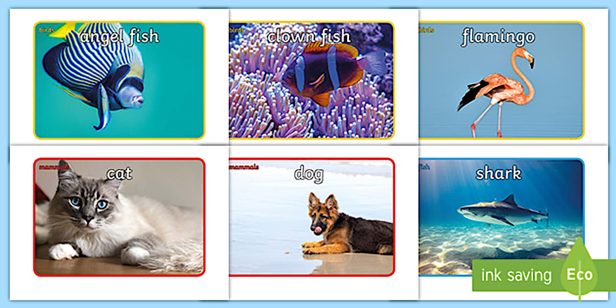 Animal Images - Animal Classes Display Photos (teacher made)