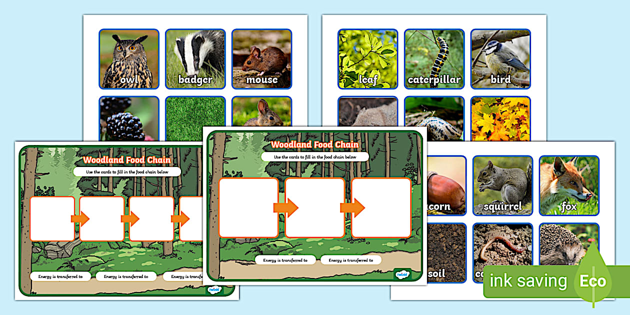 Woodland Food Chains Sorting Activity - KS1 (teacher made)