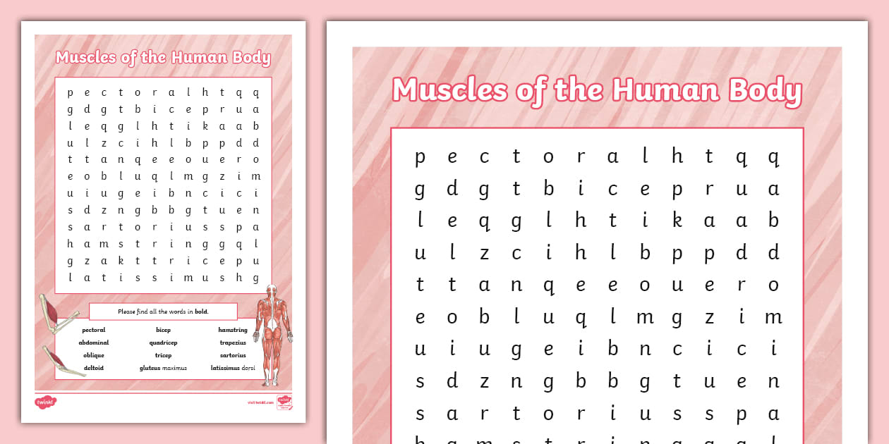 Muscles of the Human Body Word Search - KS2 - Twinkl