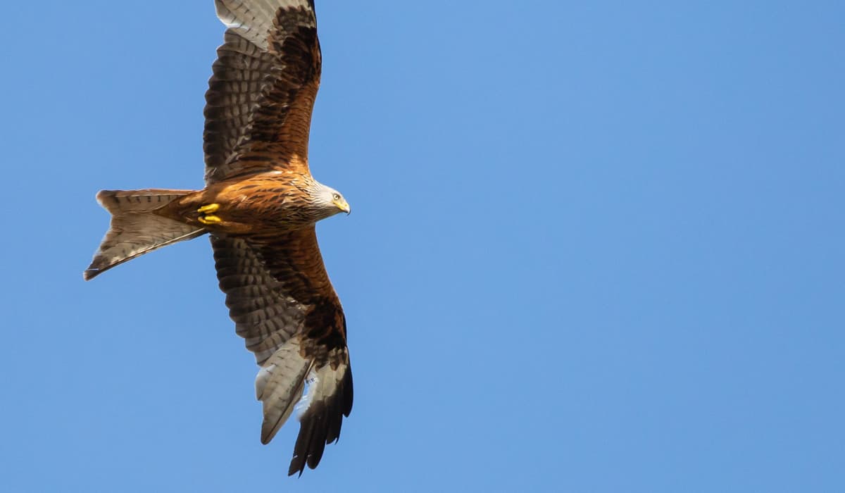 Red Kite Comeback - Twinkl NewsRoom - Twinkl