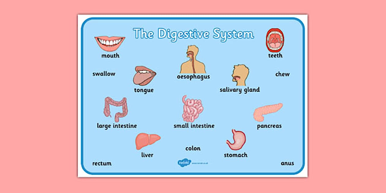 Editable The Digestive System Word Mat (teacher made)