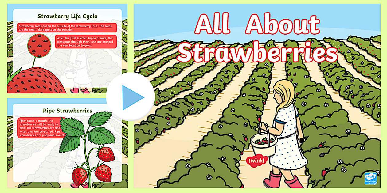 All About Strawberries PowerPoint (teacher made) - Twinkl