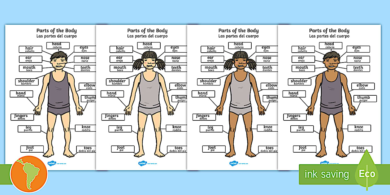 Editable Parts of the Body Posters English/Spanish - Guía de trabajo
