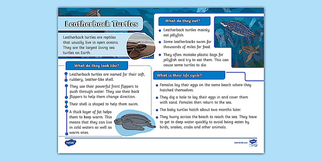 KS1 Leatherback Turtle Fact File - Animals (teacher made)