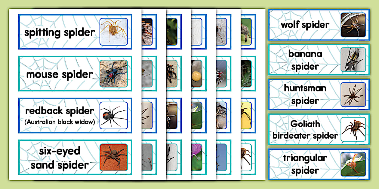 Types of Spiders Photo Word Cards (teacher made) - Twinkl