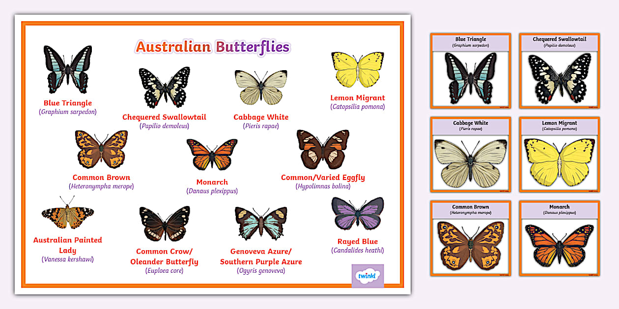 Common Australian Butterflies Identification Guide - Twinkl