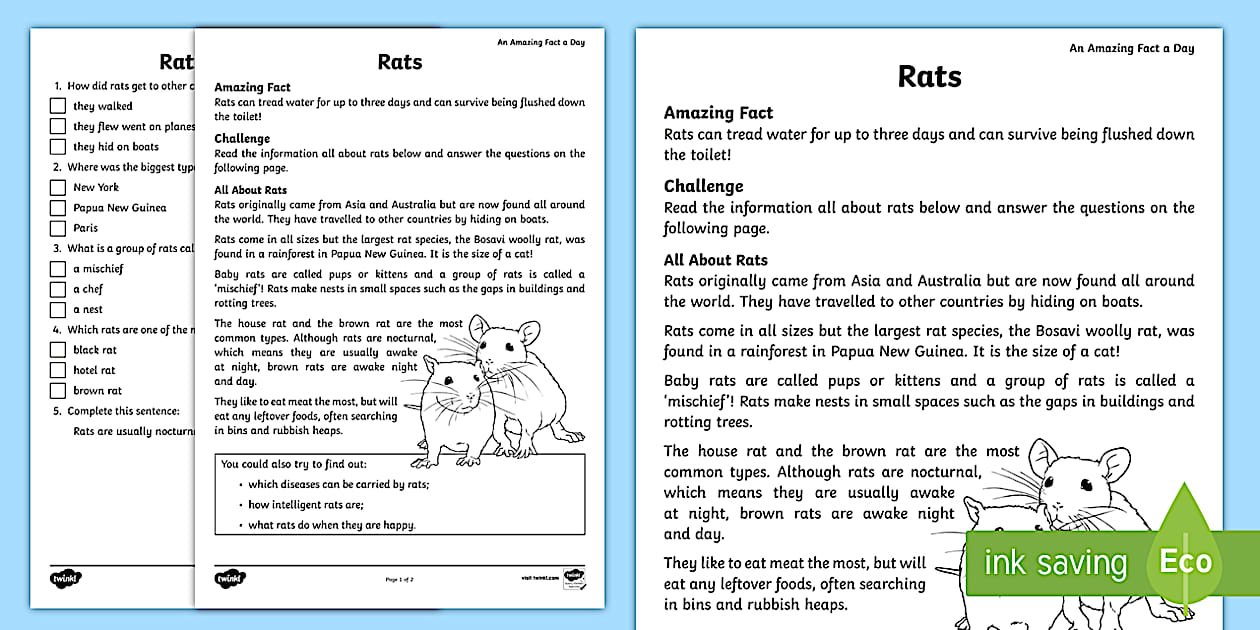 Editable Rat Reading Comprehension Worksheet - Twinkl