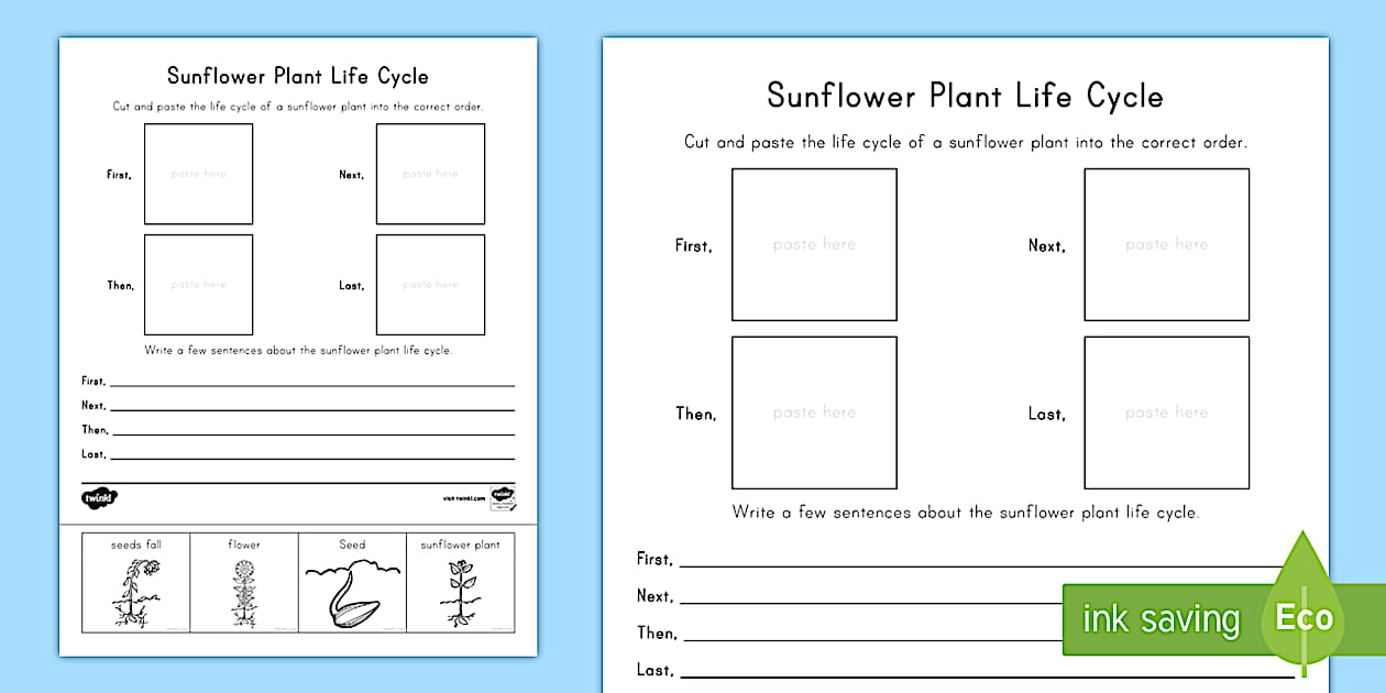 Sunflower Plant Life Cycle Sentence Writing Worksheet
