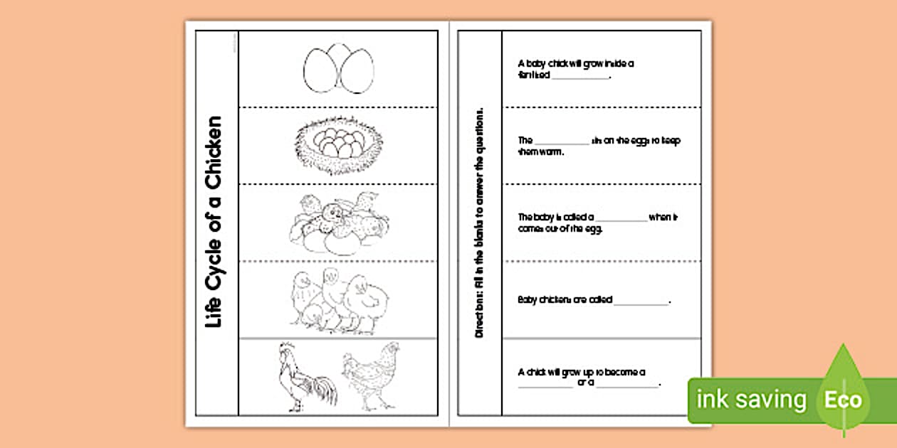 Life Cycle of a Chick Worksheet | Life Cycles | Twinkl USA