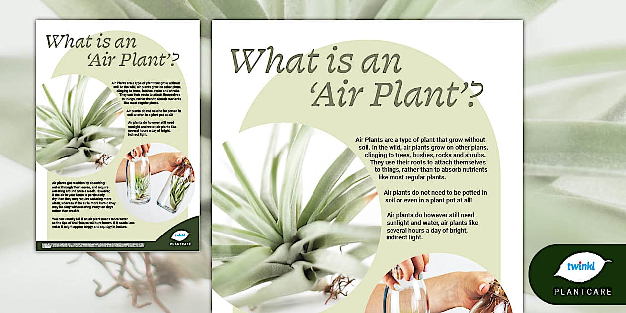 What is an air plant? Plantcare, Plants, Soil-less plant