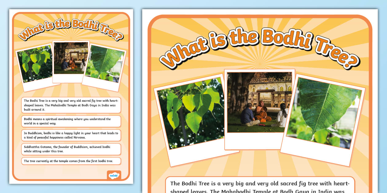 * NEW * What is the Bodhi Tree? Display Poster - Twinkl