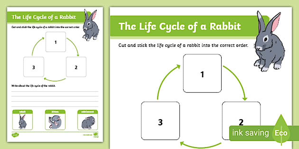 The Life Cycle of a Rabbit Worksheet (teacher made) - Twinkl