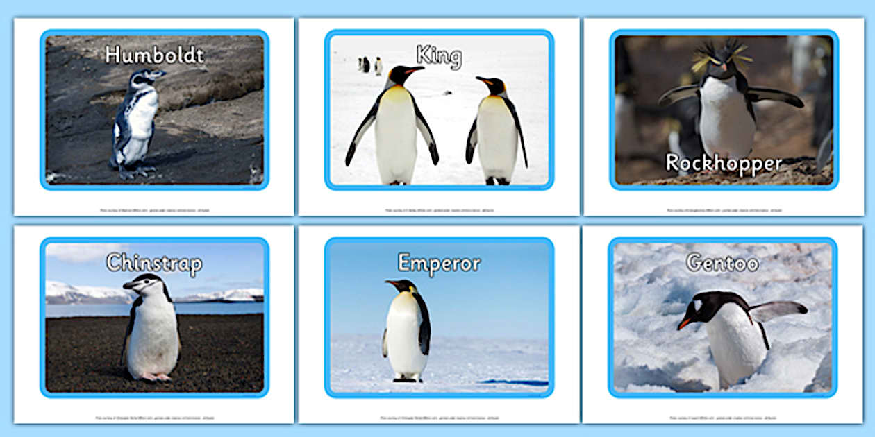 Penguin Species Display Photos (teacher made) - Twinkl