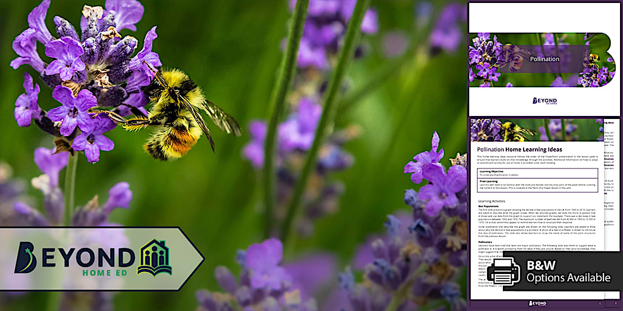 Pollination Lesson Pack | KS3 Reproduction | Science Home Ed