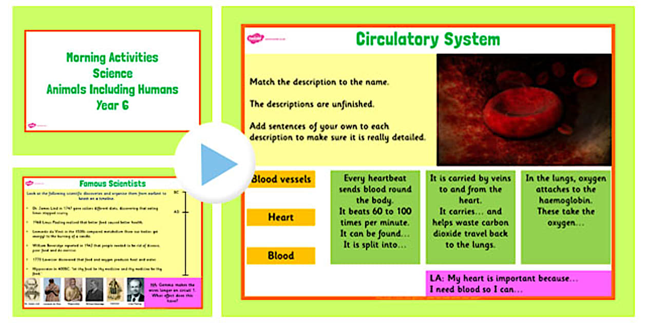 Year 6 Early Morning Science Activities Animals - living things