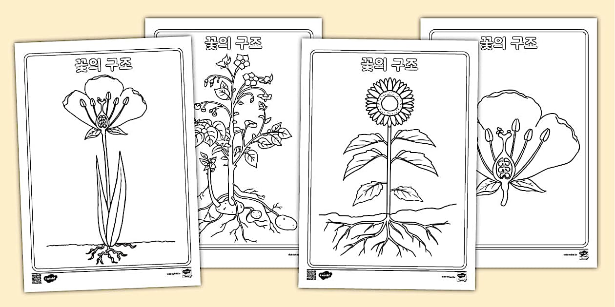 꽃의 구성요소 색칠놀이 | Parts of a Flower Coloring Sheets