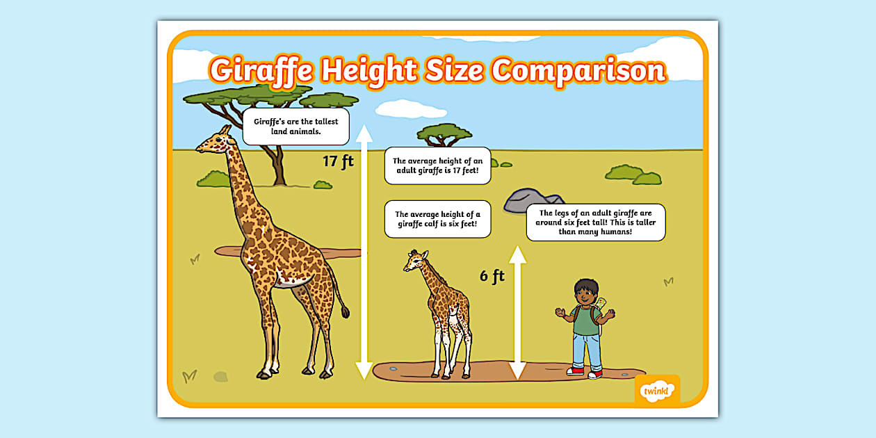 Giraffe Height Size Comparison Display Poster - Twinkl